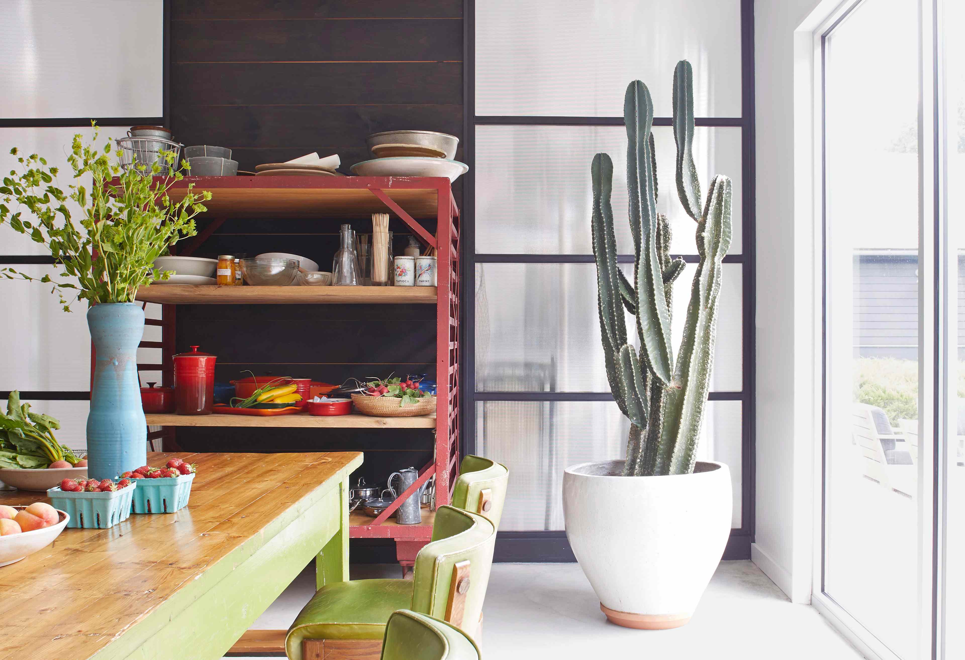 How often to water your indoor cactus plants to keep them healthy
