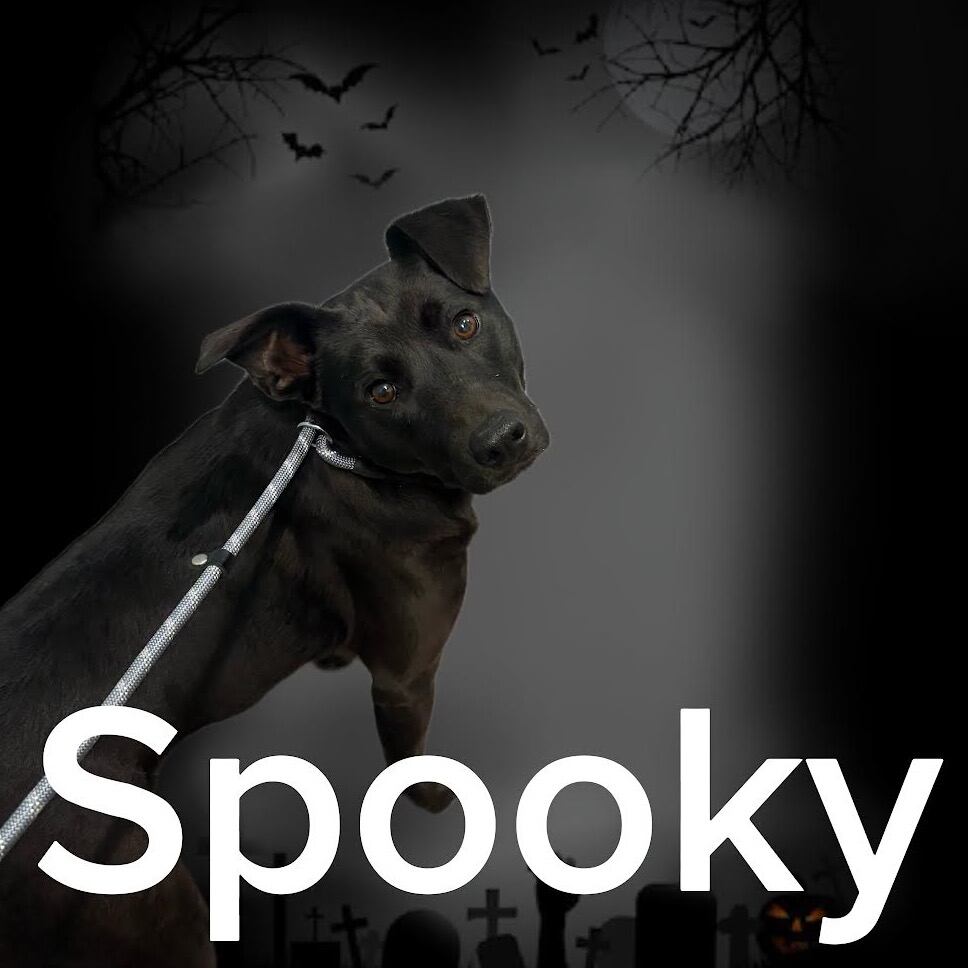 Pet of the week: Meet Spooky!