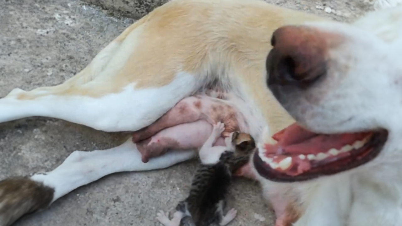 Mama dog cares for abandoned kitten