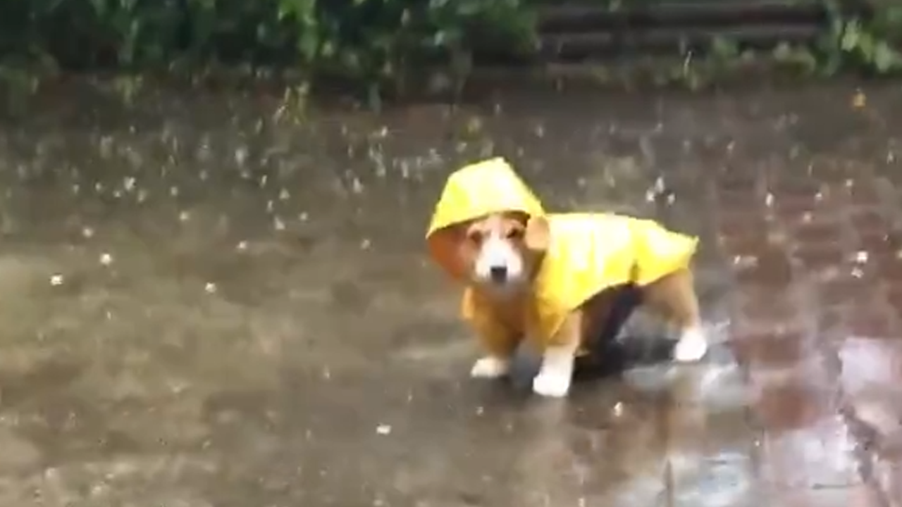 Dog enjoys playing in puddles during the rain