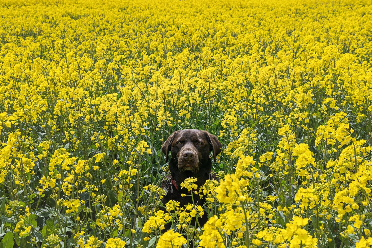 170+ flower names for dogs, from cute to classic