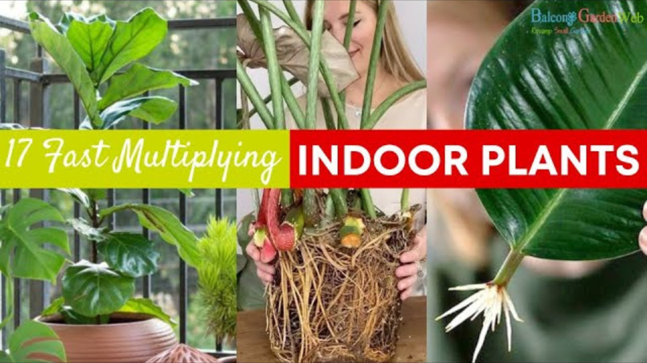 Learn which indoor plants grow fast and are easy to multiply