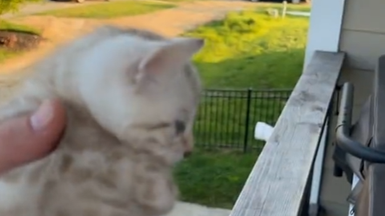Mother cat responds to kitten’s call