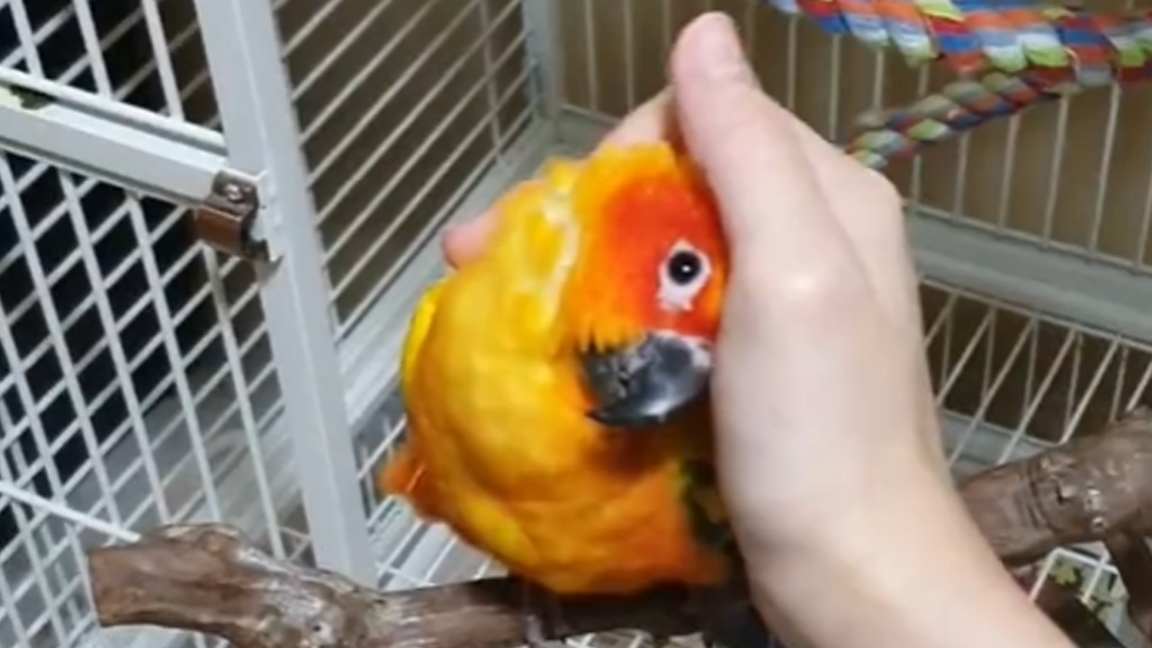 Meet Pumpkin: The adorable cuddly parrot