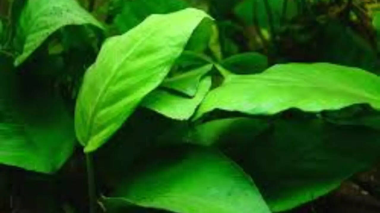 7 beautiful aquatic plants for a stunning home aquarium