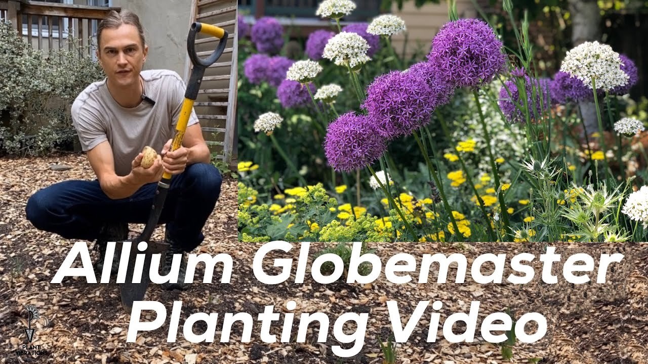 Allium bulb planting demonstration: Tutorial on how to plant fall bulbs