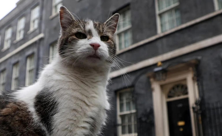 Larry the cat turns 19: Essential health-checks every pet feline needs ...
