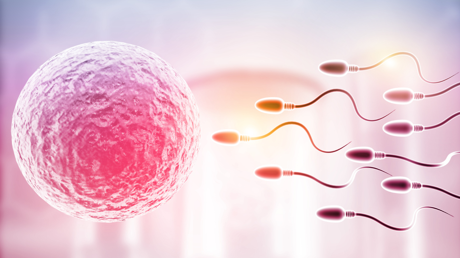 When does fertilisation occur after ovulation for a successful pregnancy?