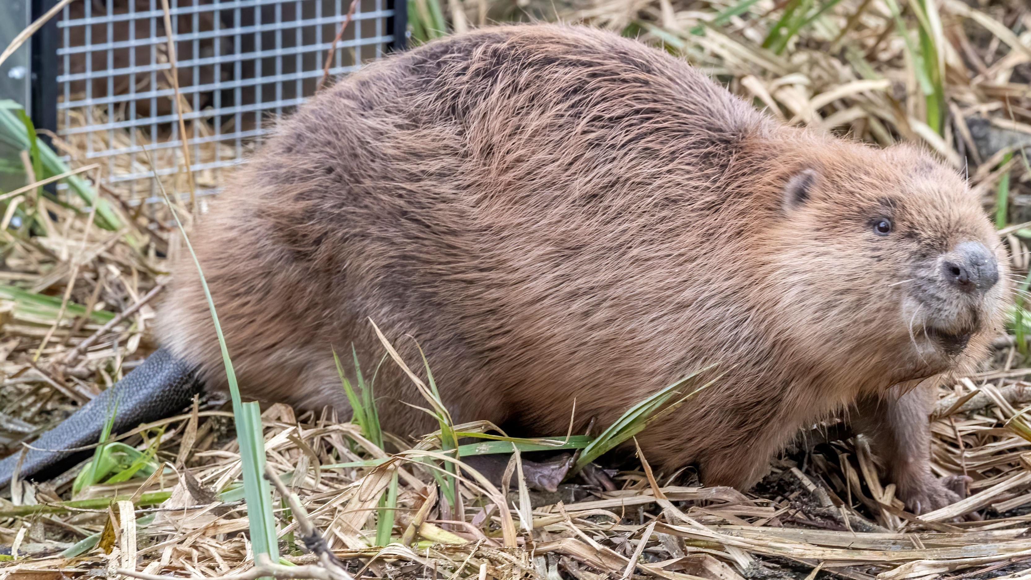 Beaver family creates 'diversity' at nature site