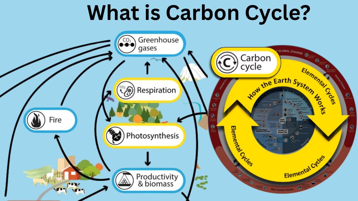 What is the carbon cycle?