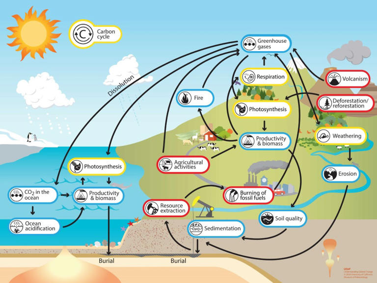 What is the carbon cycle?