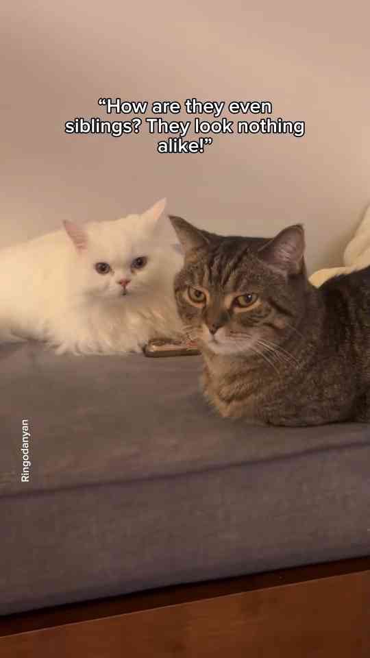 Ringo y Mango: Adorable brothers taking over