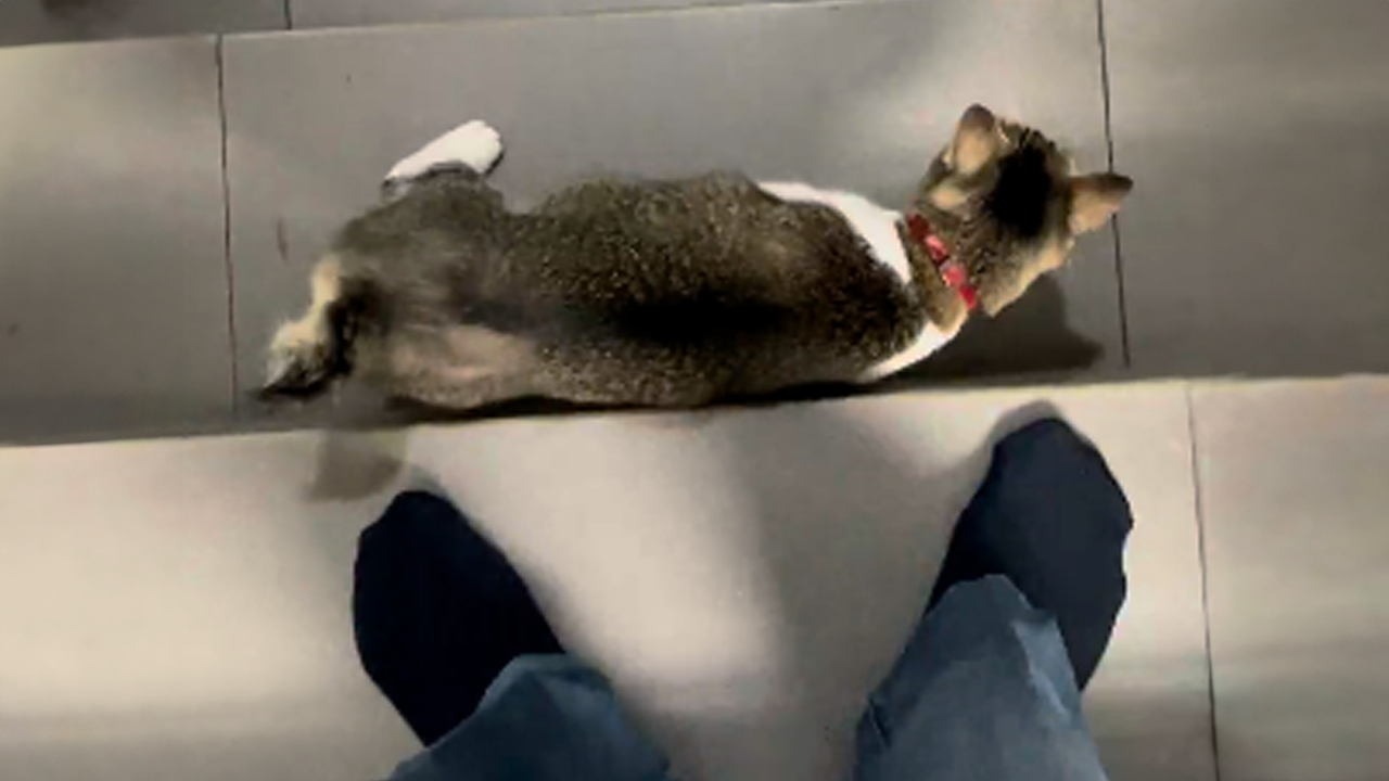 Cat turns stairs into a playful obstacle course