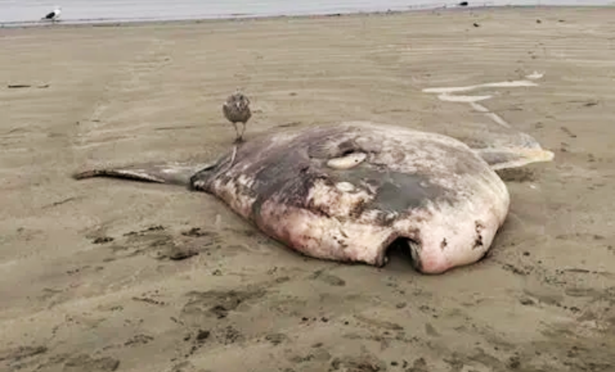 A rare, mysterious creature washes up on California beach, leaving ...