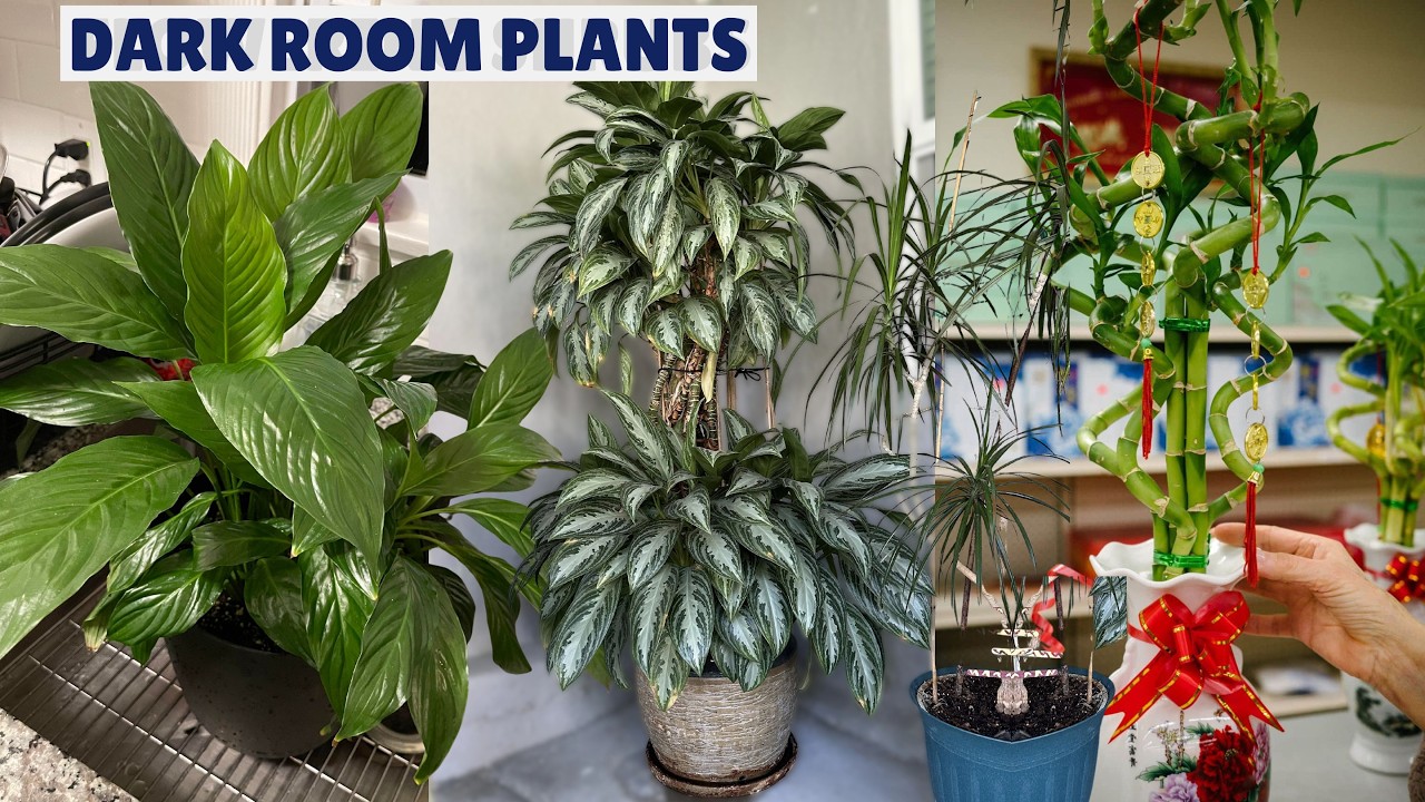 Discover houseplants that stay healthy with no natural light