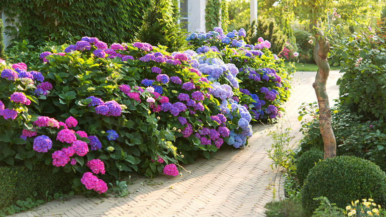 What you need to know before transplanting the hydrangeas in your garden