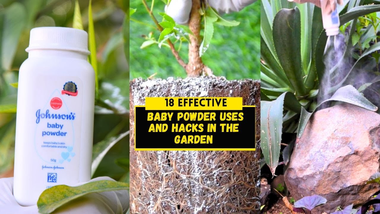 The secret garden hacks using baby powder everyone should know