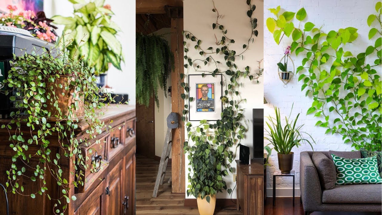 Learn which indoor plants create a jungle atmosphere effortlessly
