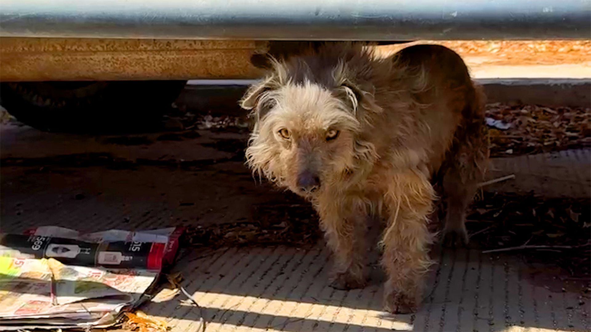 He was a broken street dog until love brought him back to life
