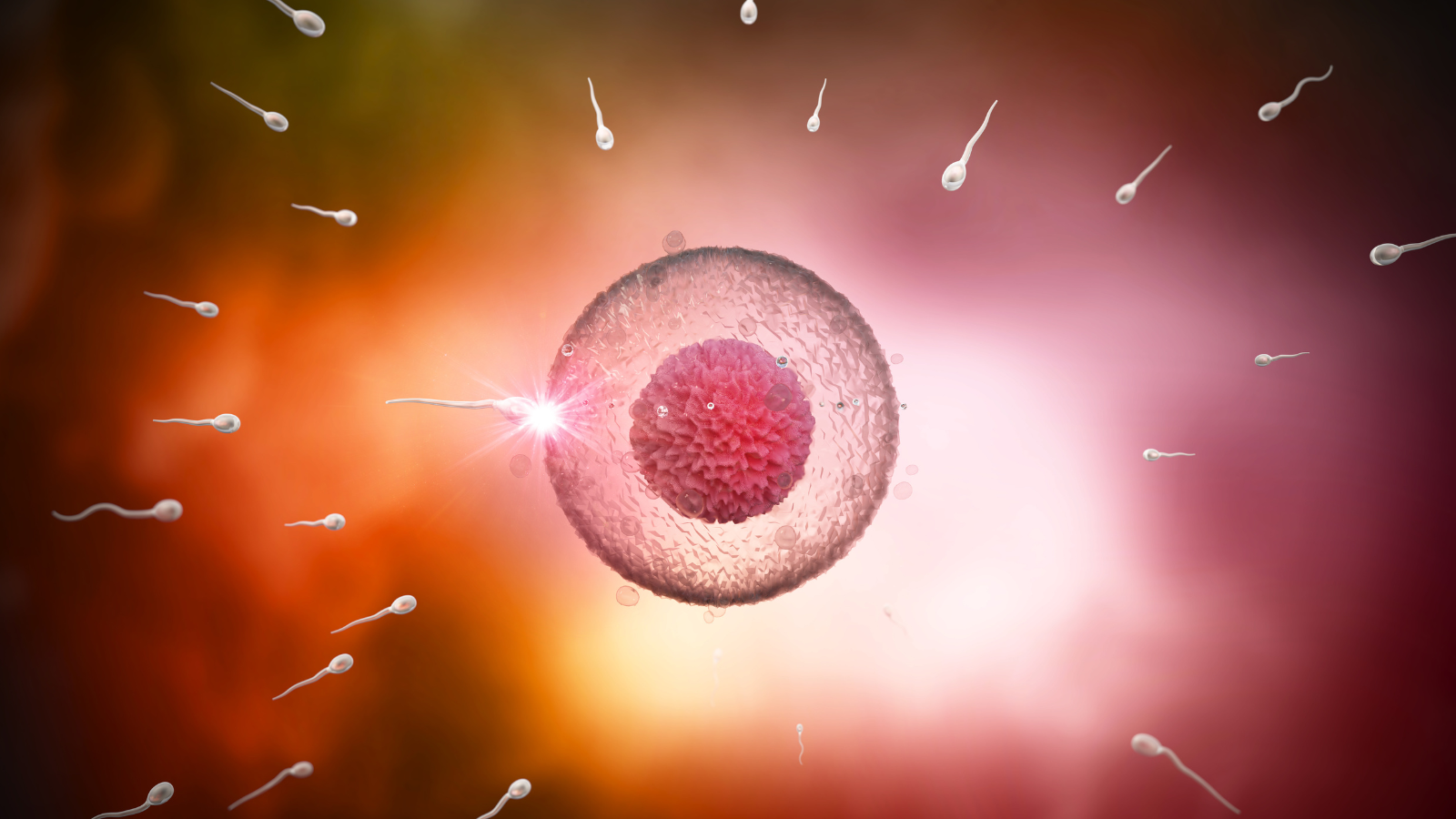 Zygote, morula, blastocyst - a beginner’s guide to early pregnancy
