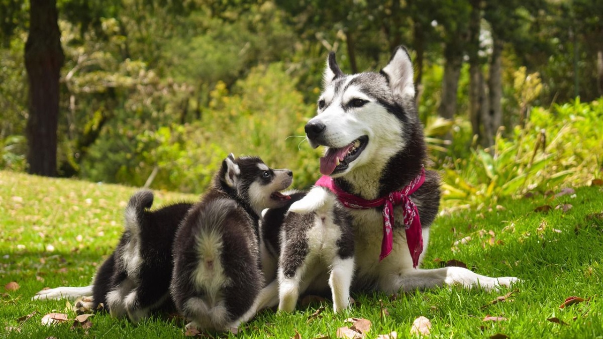 Common mistakes when training your dog to use the bathroom in the right ...