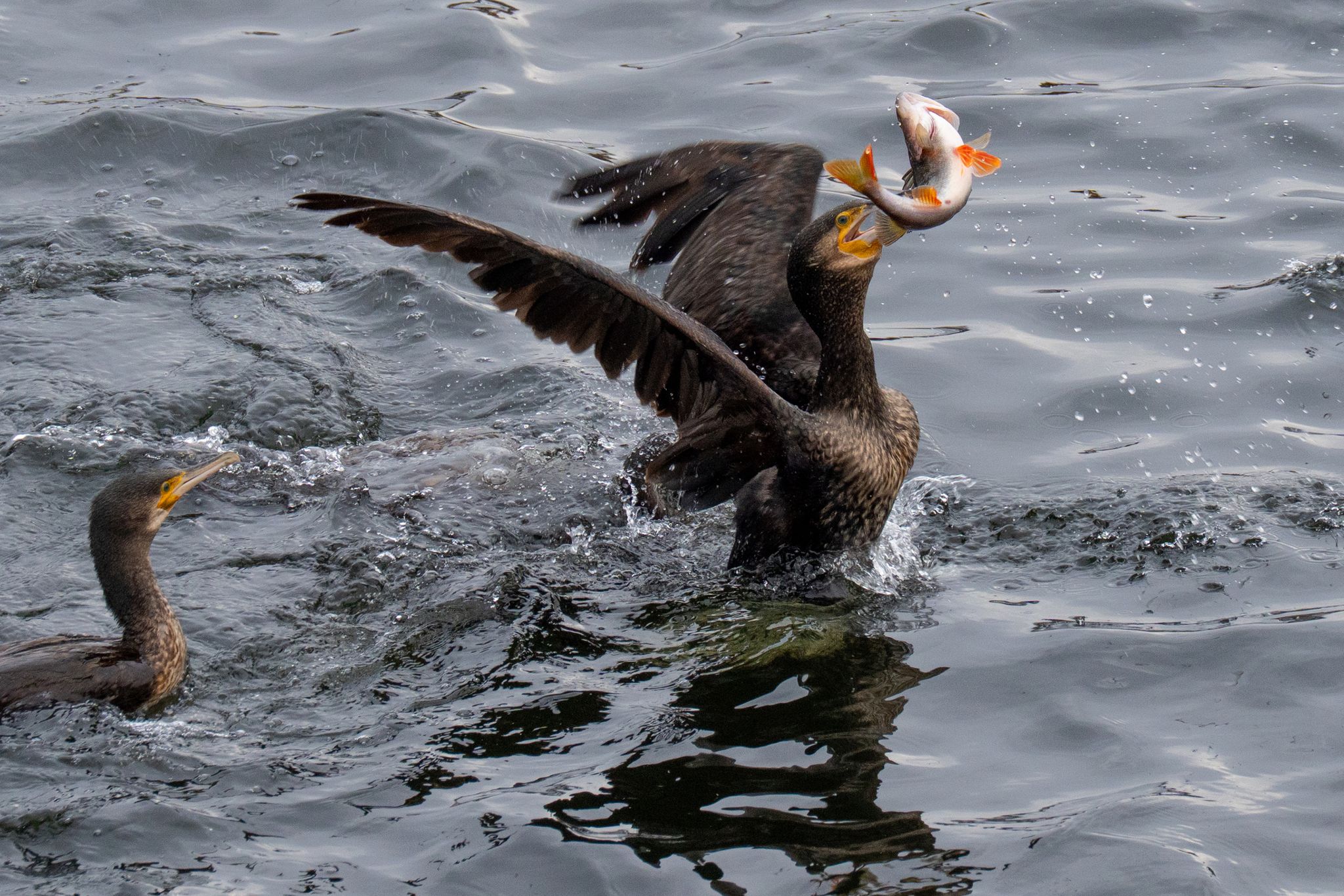 Warum der Kormoran wohl nicht gezielt Hilfe suchte