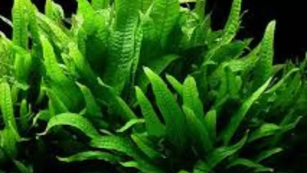 7 beautiful aquatic plants for a stunning home aquarium