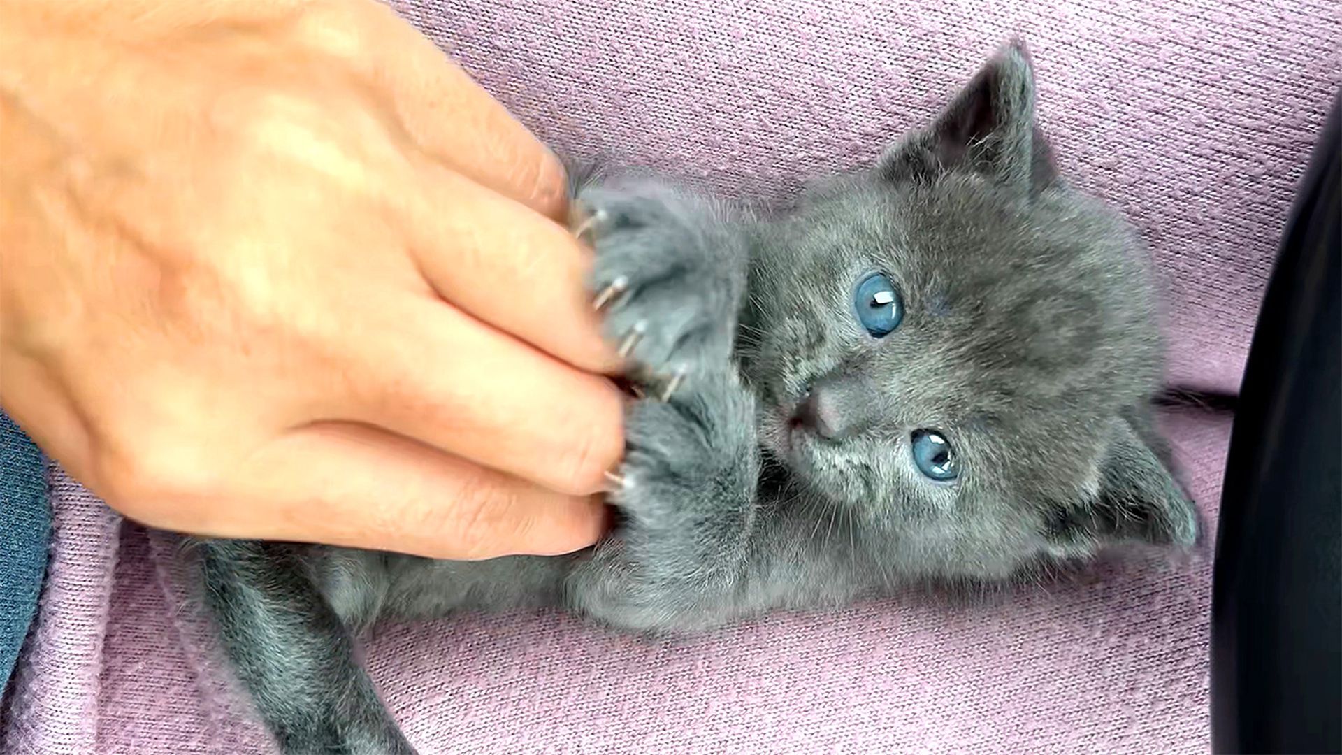Tripod kitten cannot be stopped