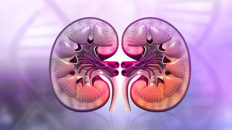 Early kidney disease symptoms: Don’t ignore these warning signs on your ...