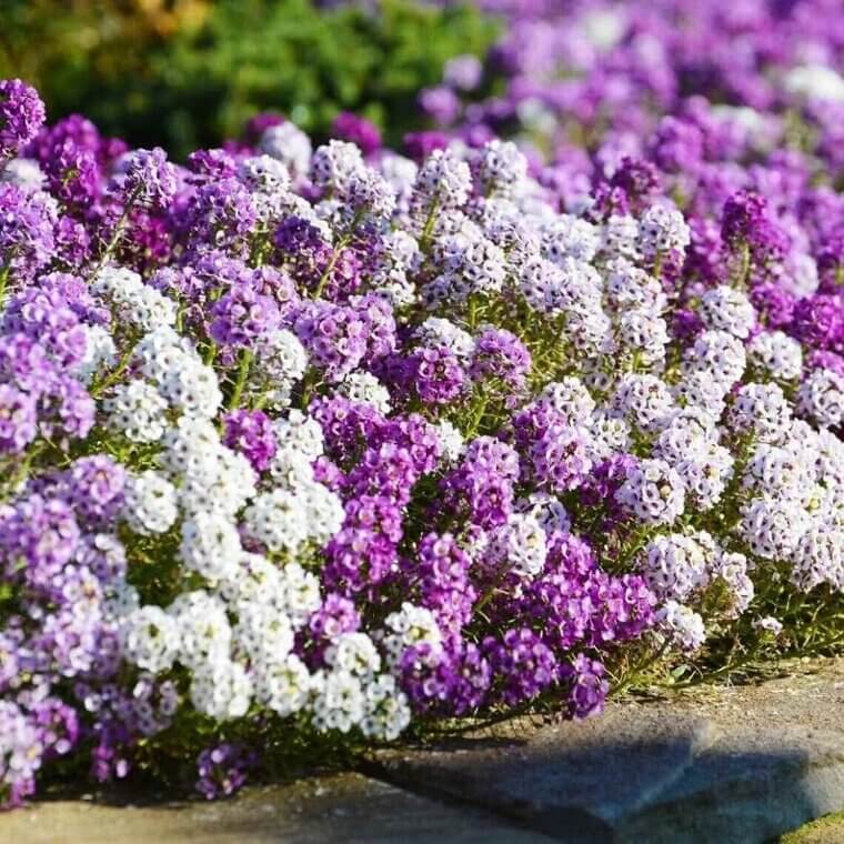 Vintage flowers that were in every yard and never needed a thing