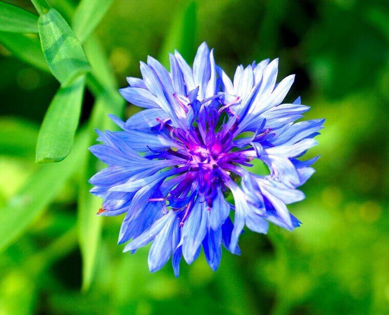 Vintage flowers that were in every yard and never needed a thing