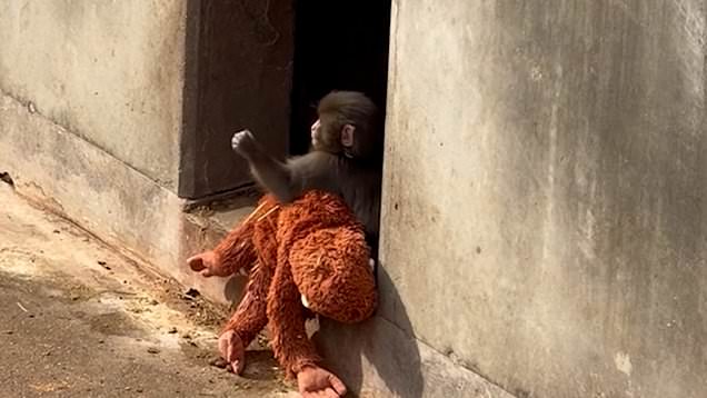 Baby monkey rejected by mum finds companionship in IKEA monkey toy