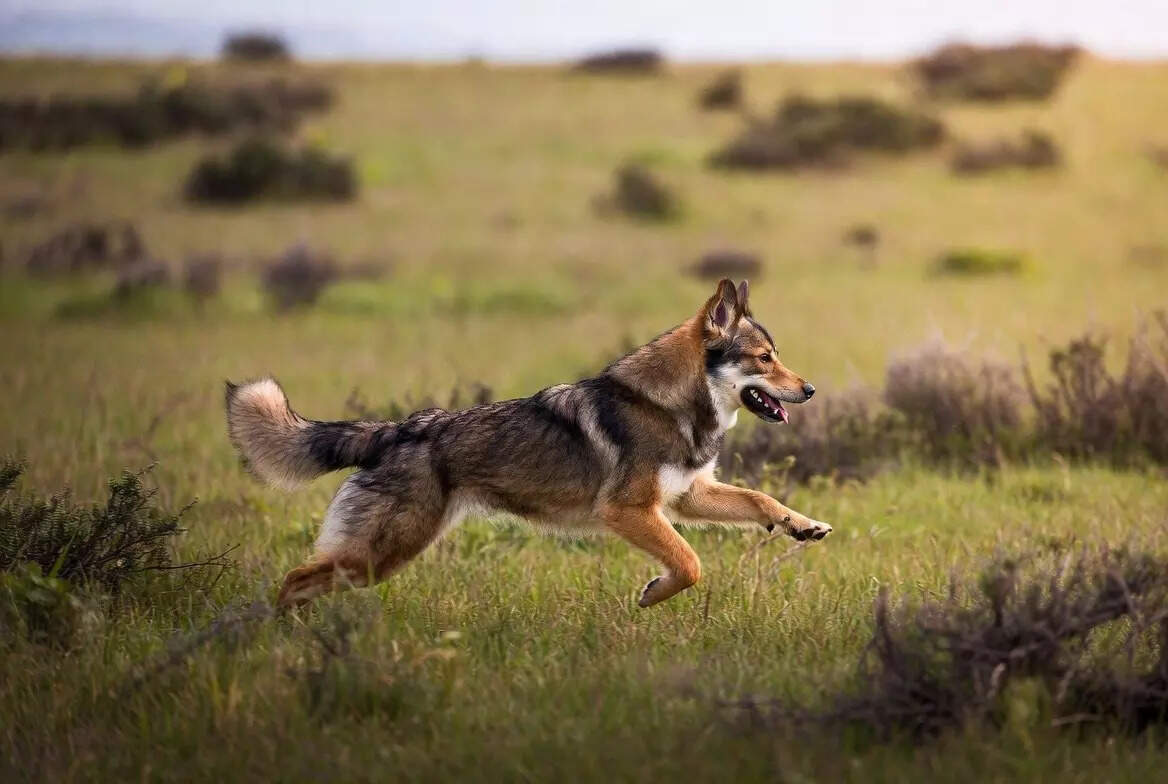 Why measuring animal joy could change how we treat pets, zoos, and farms