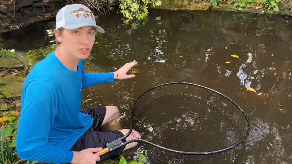 Sharks took over my backyard pond