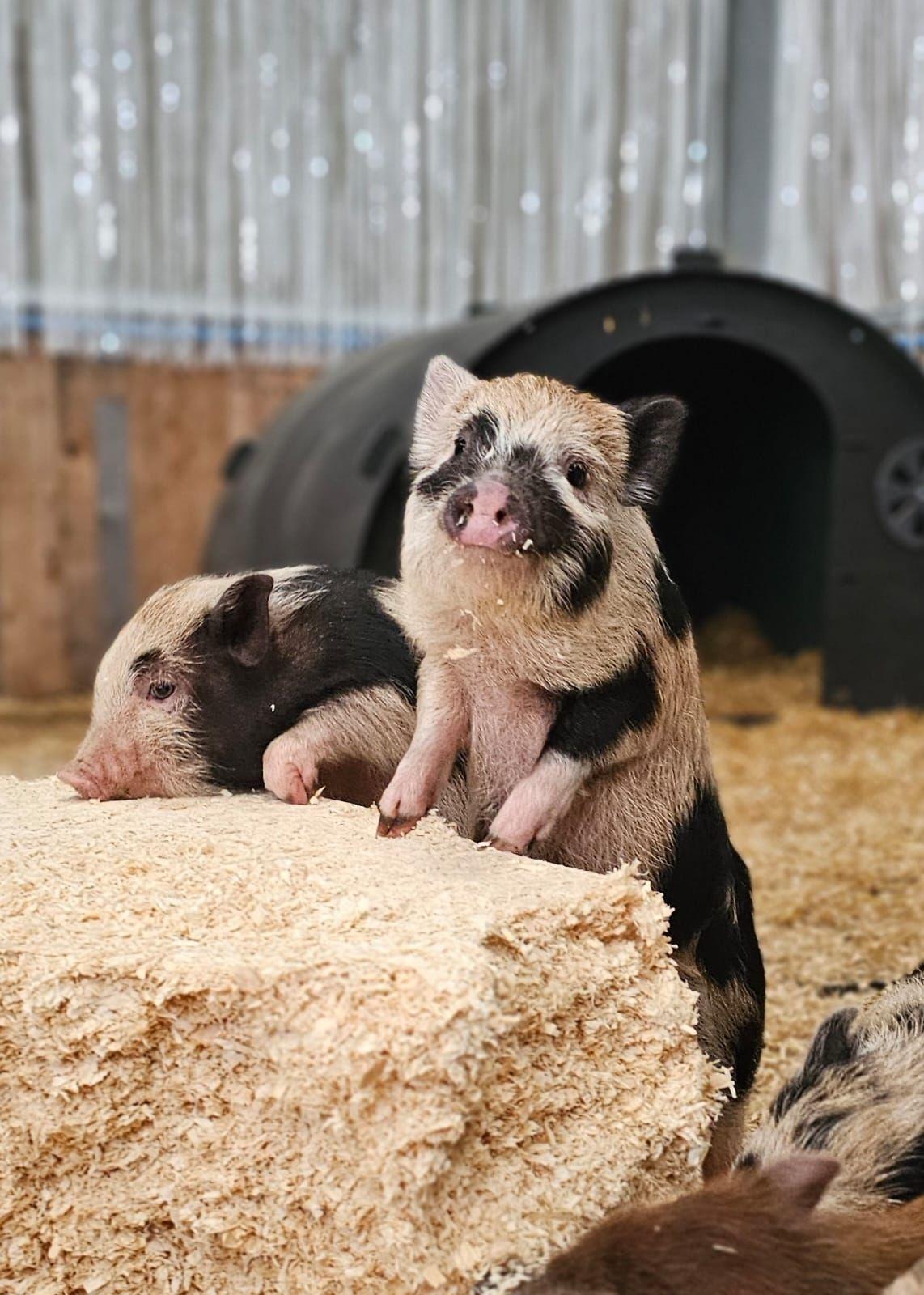 Kew Little Pigs announces two summer adults-only festivals