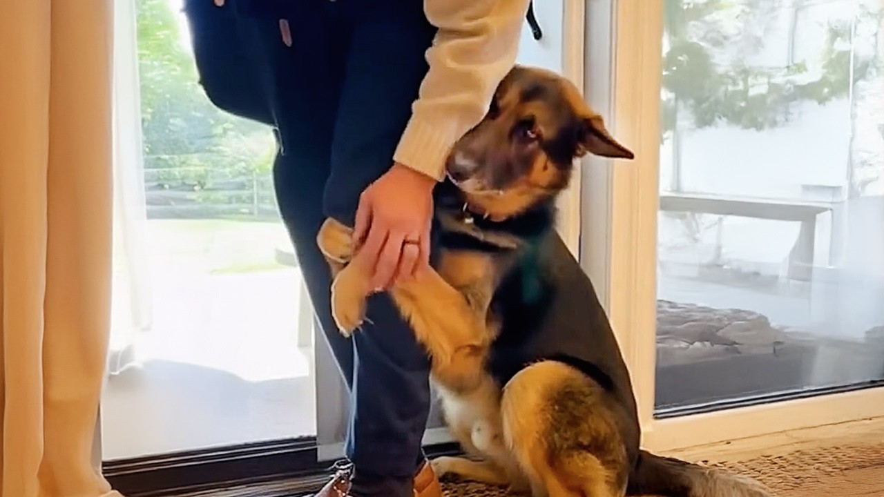 Watch what happens when a big dog truly thinks he's a tiny baby