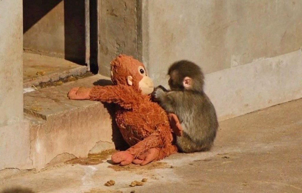 Baby monkey rejected by his mum only has a cuddly toy for company