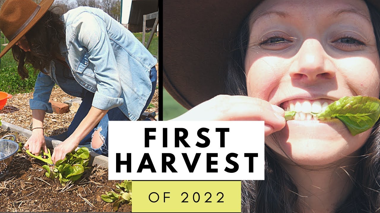 Harvest fresh lettuce with these simple spring homesteading tips