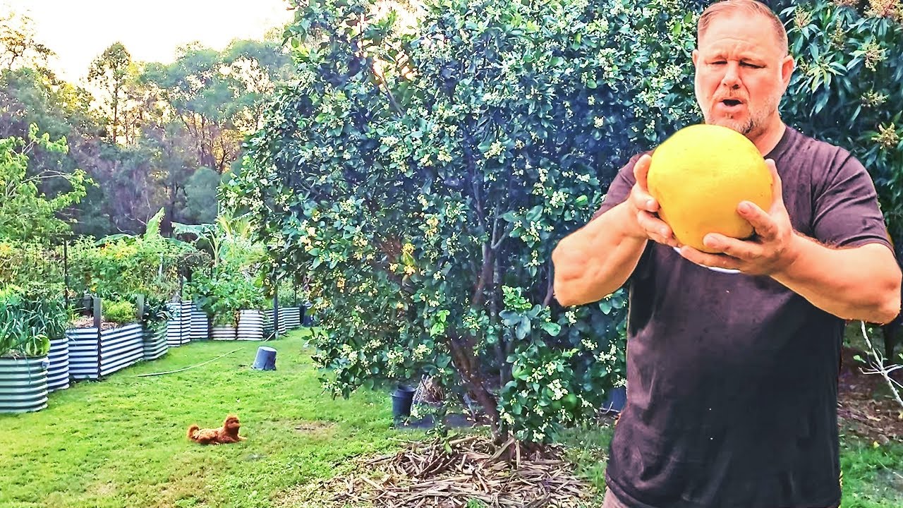 Giant pomelo revealed: Nutrition facts, juicing & home growing tips!