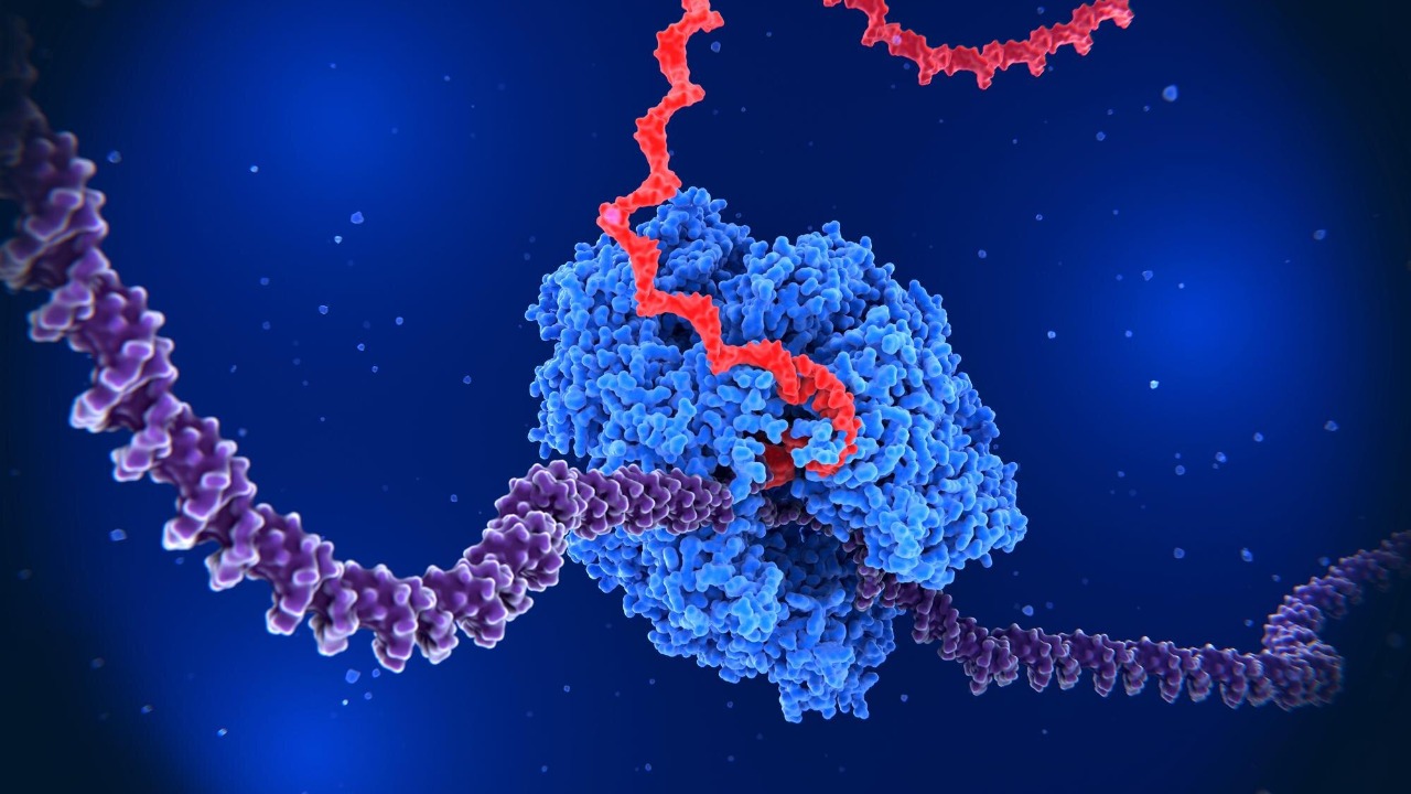 Self-building RNA strand may expose how life on Earth truly began