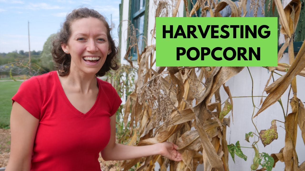 Harvest and dry homegrown popcorn for long-term storage