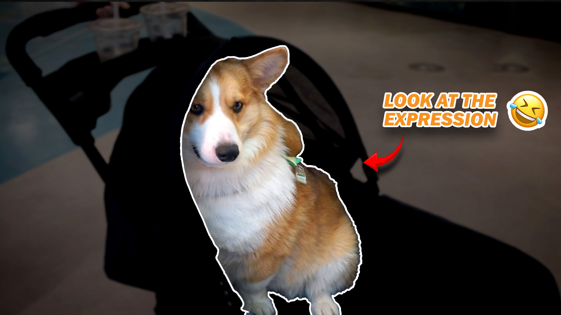 Funny moment when a dog gets scared