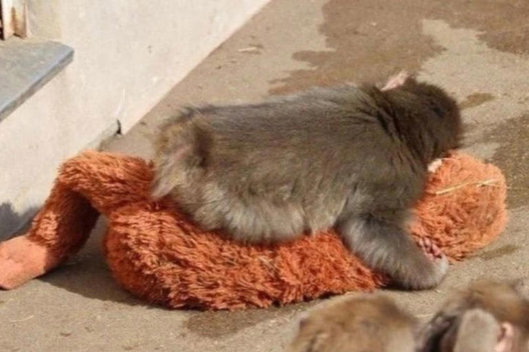 Baby monkey rejected by its mum melts hearts as it snuggles up to ...