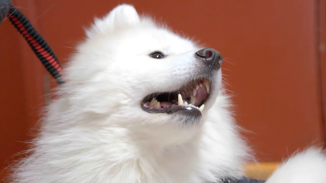 What happened to this dog’s paw… and how bad is it?