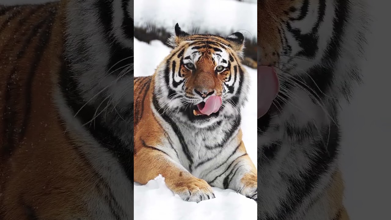 Marvel at a magnificent tiger roaming in full glory