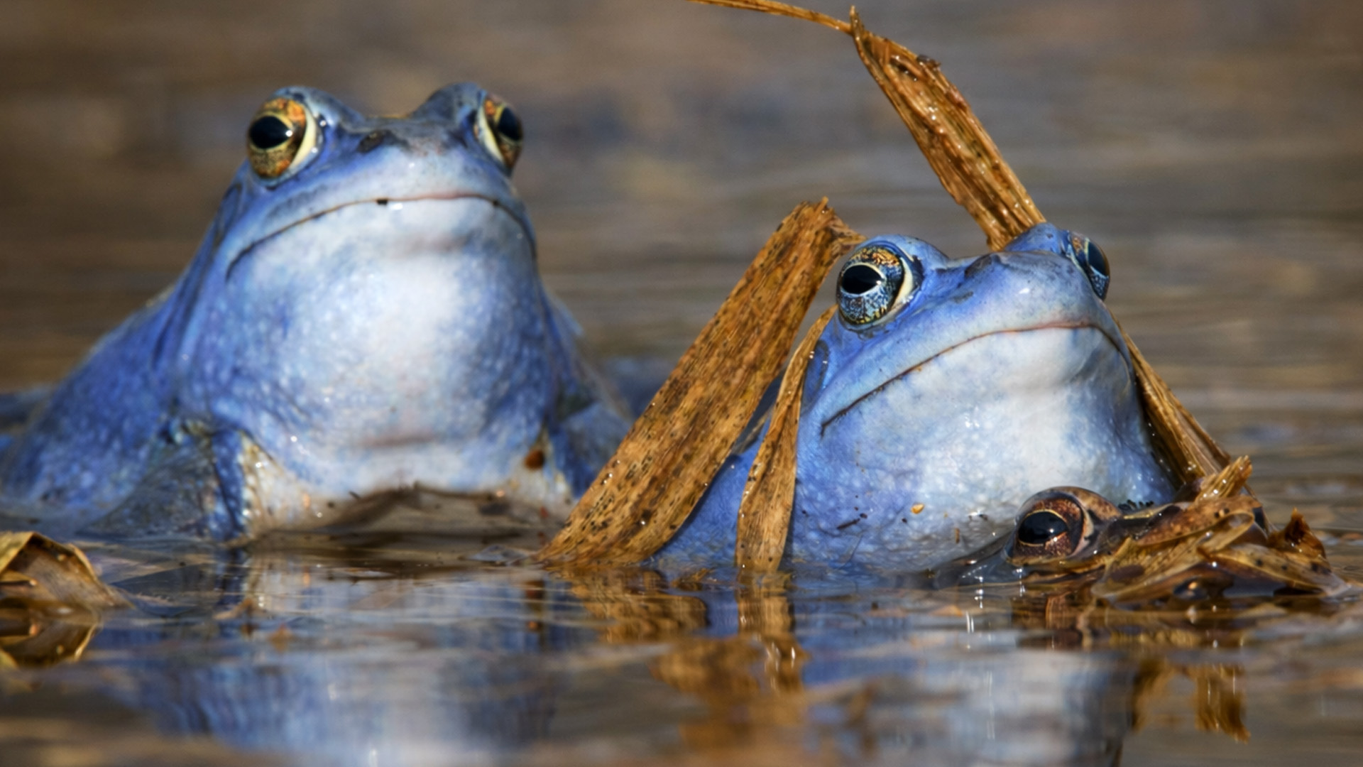 These blue frogs didn’t notice the camera