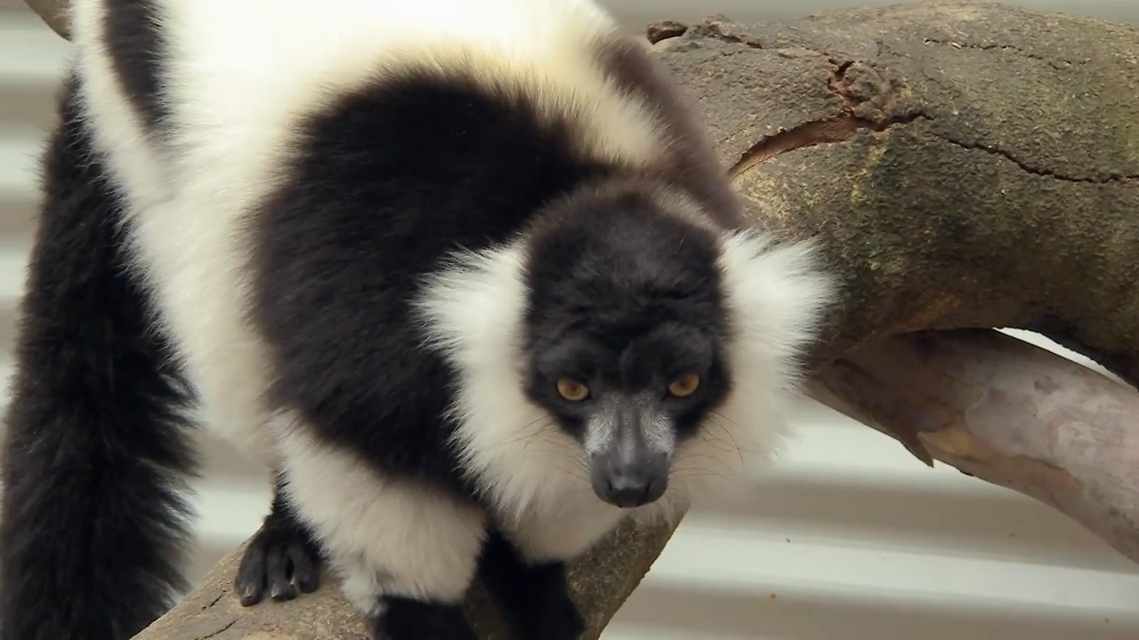 Is this lemur’s mouth infection spreading too fast to stop?