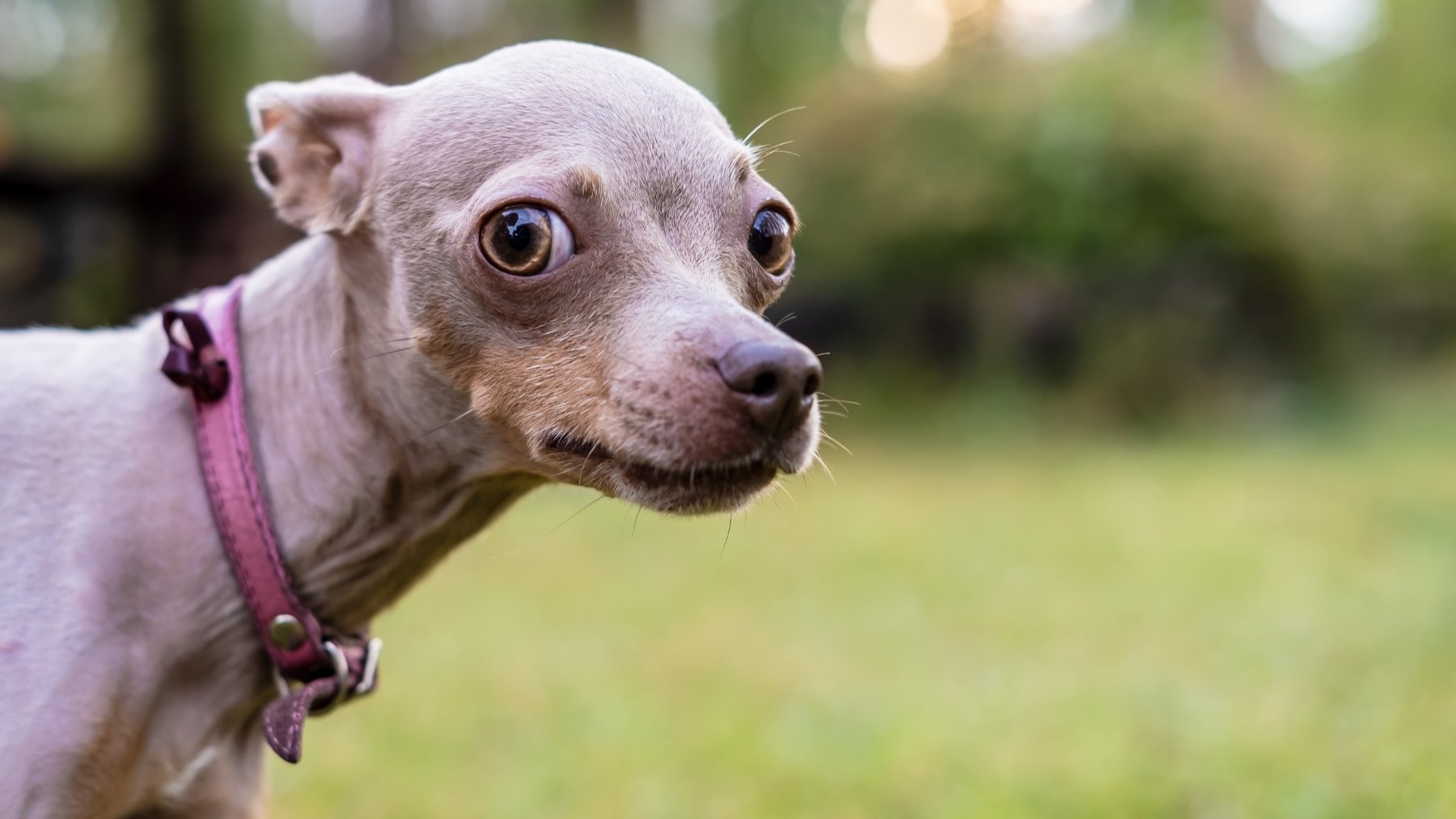 Tu perro te juzga y es oficial: un estudio demuestra que las perras ...