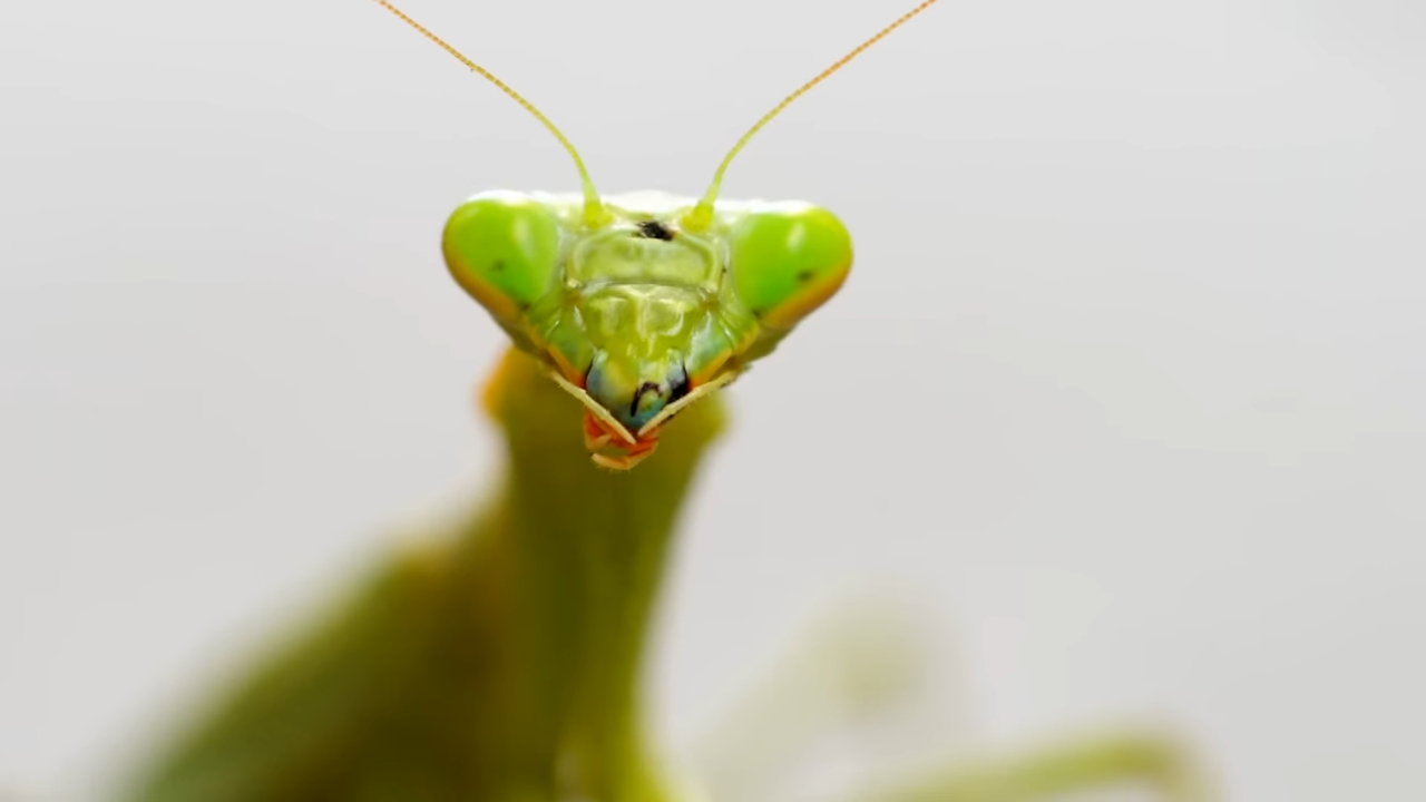 You're dead in seconds - this is the deadliest insect on Earth