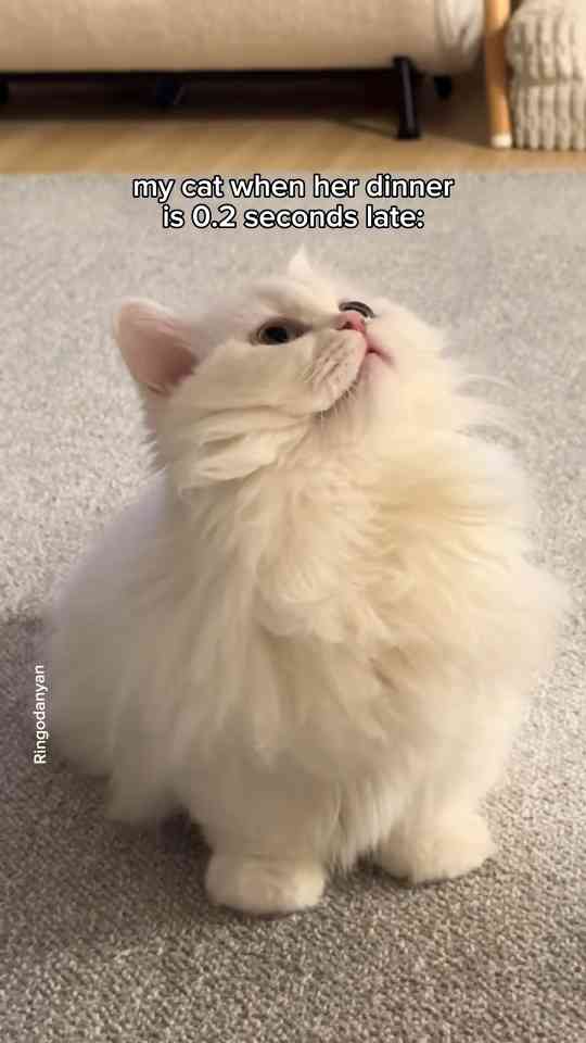 The saddest meow you’ll ever hear from a cat